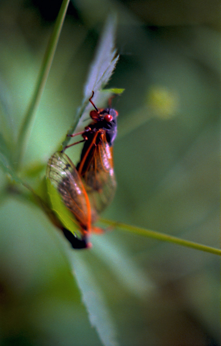 Brood XIV – Cicada Mania