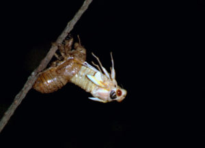 Brood XIV - Cicada Mania