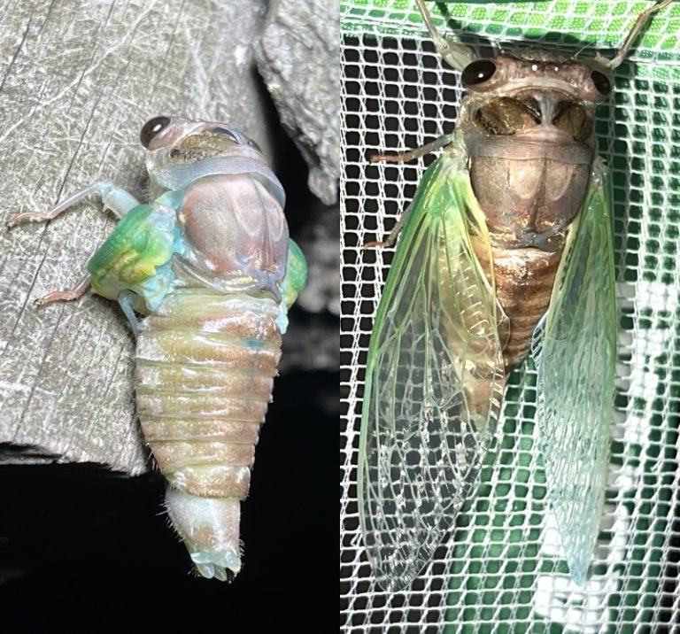 Neotibicen lyricen lyricen (De Geer, 1773) aka Lyric Cicada – Cicada Mania