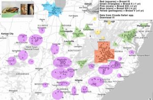 Brood V - Cicada Mania