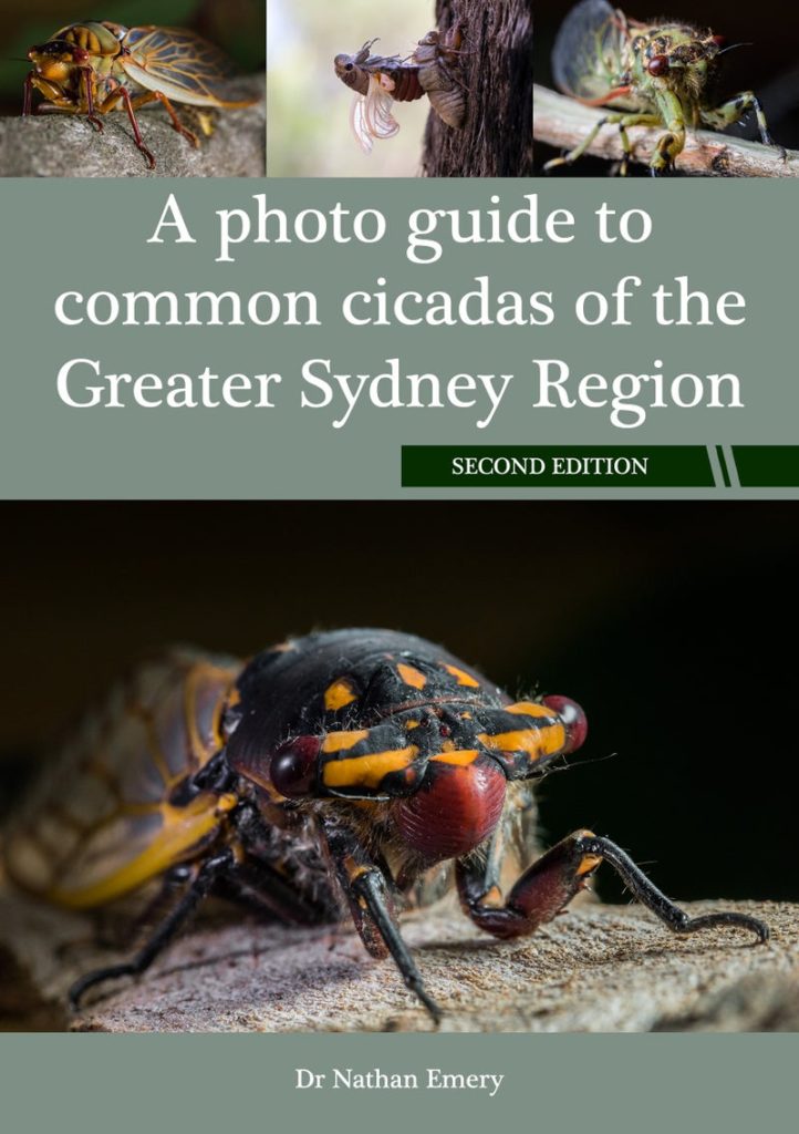 Australian Cicada Names – Cicada Mania