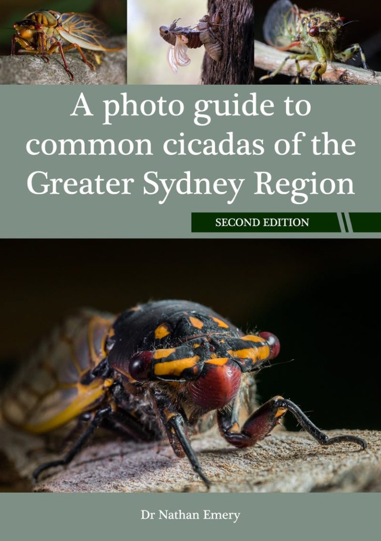 Australian Cicada Names - Cicada Mania