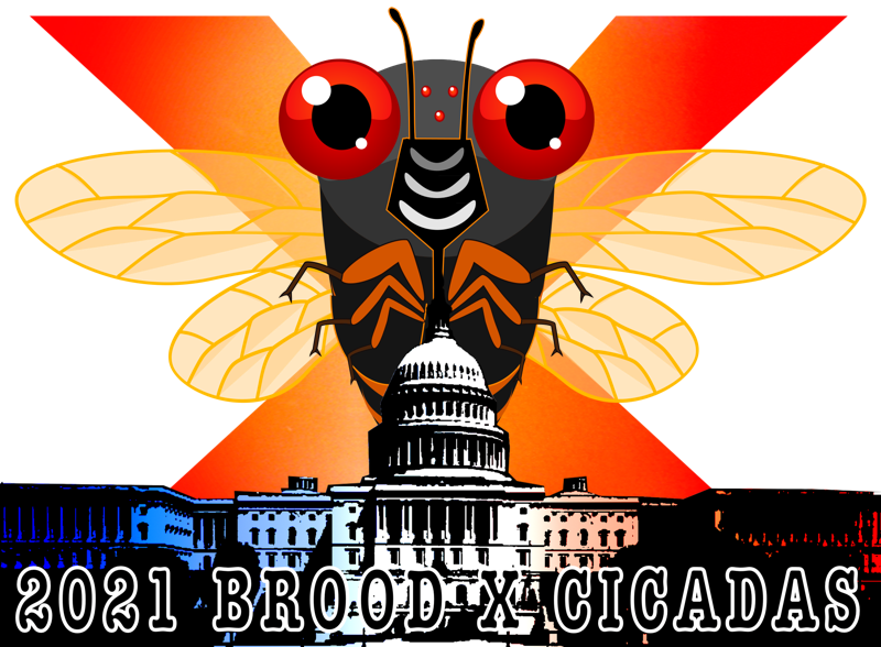 January 2021 – Cicada Mania