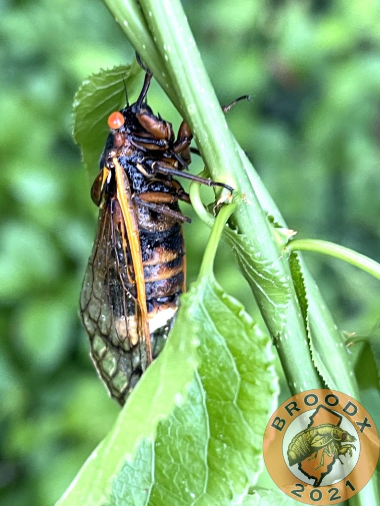 Rainy day Magicicada behavior – Cicada Mania