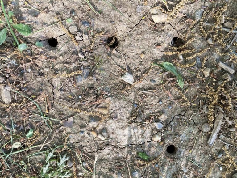 Different types of Magicicada periodical cicada holes – Cicada Mania