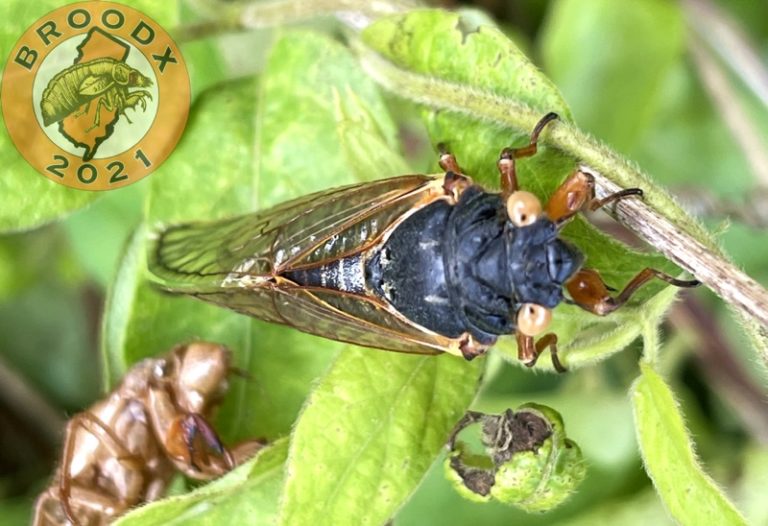 Eye Color – Cicada Mania