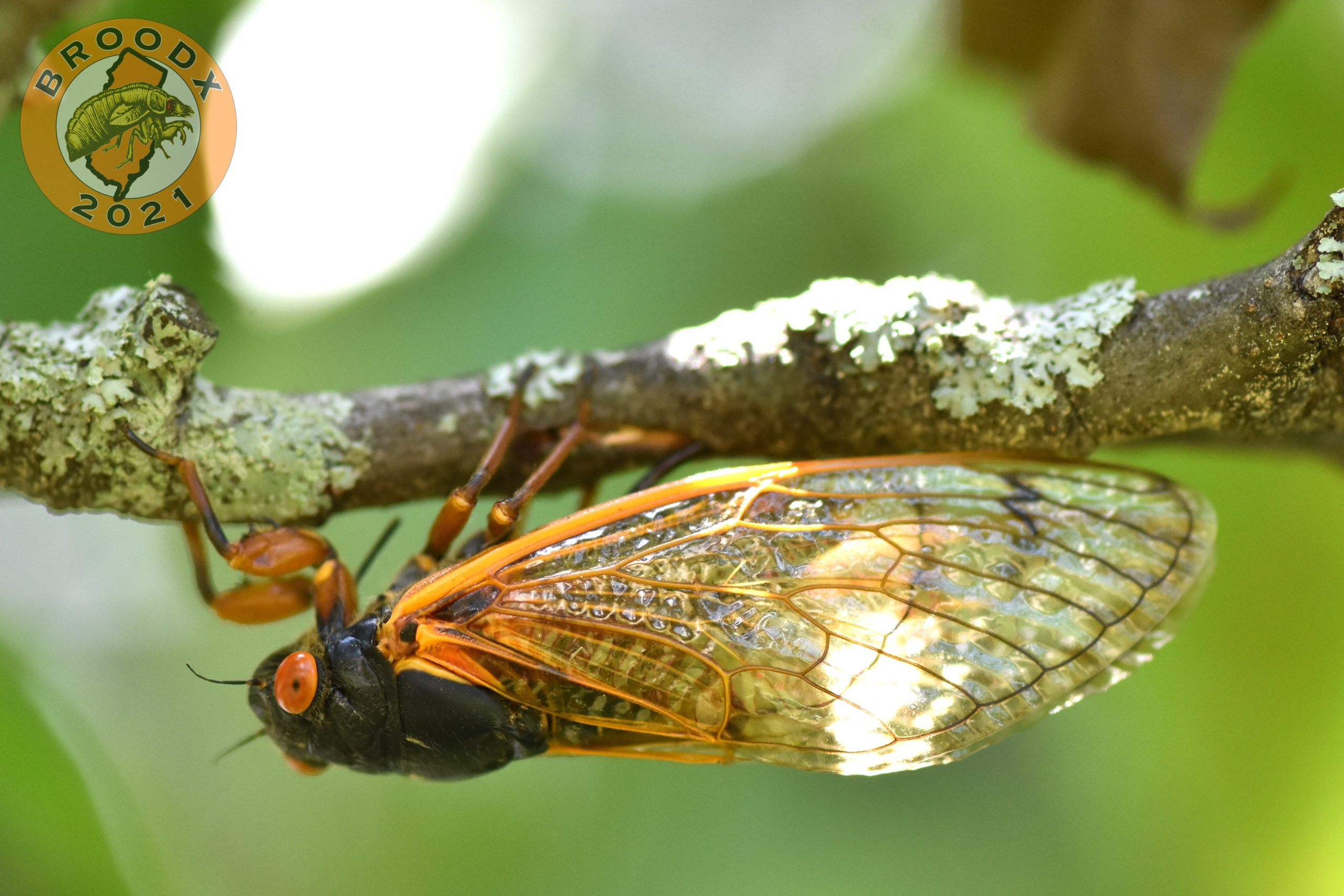 Magicicada cassinii photos from Brood X – Cicada Mania