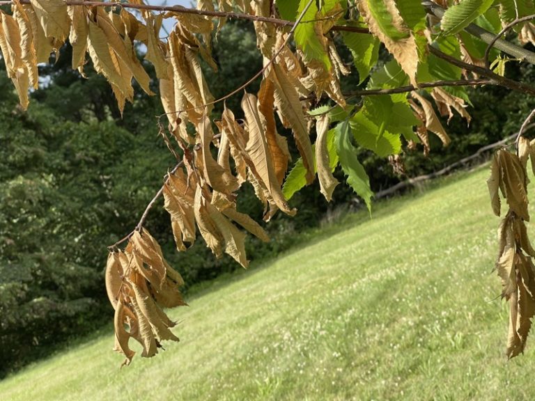 Flagging – Cicada Mania