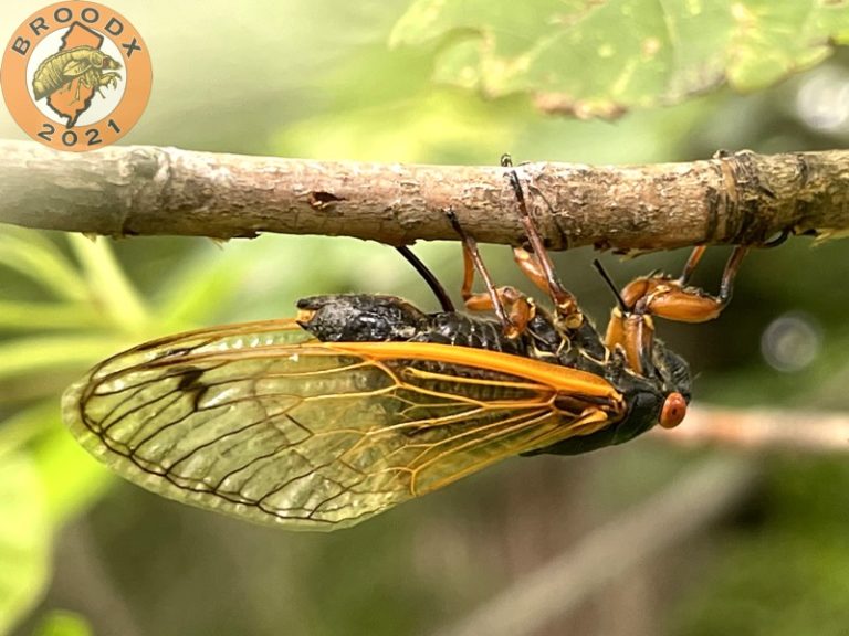 Life Cycle - Cicada Mania