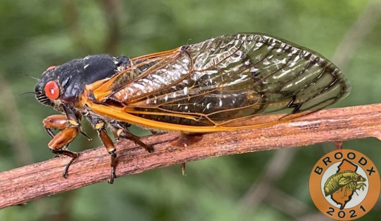 Brood X – Cicada Mania