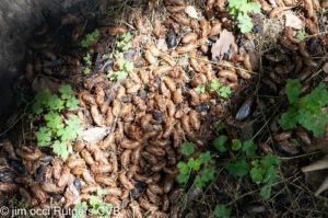 Life Cycle - Cicada Mania