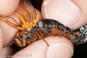 Life Cycle - Cicada Mania