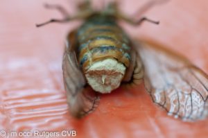 Life Cycle - Cicada Mania