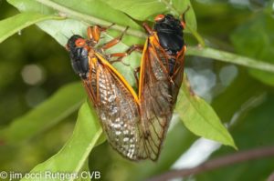 Life Cycle - Cicada Mania