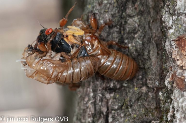 Life Cycle - Cicada Mania
