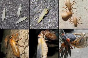 Life Cycle - Cicada Mania