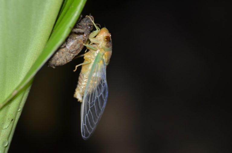 India – Cicada Mania