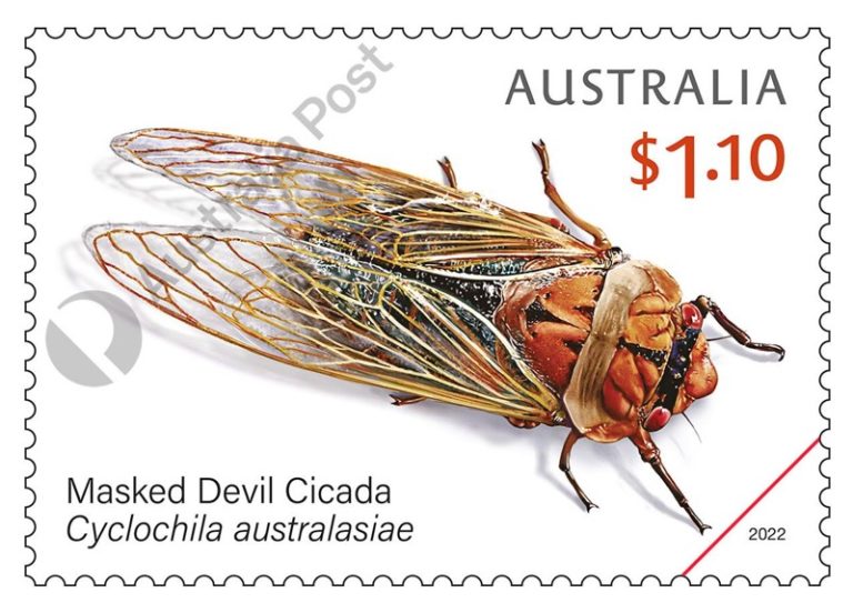 Australia – Cicada Mania