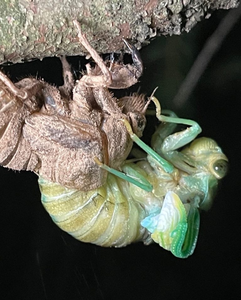 The Cicada Mania Blog: News, Findings, and Discoveries About Cicadas