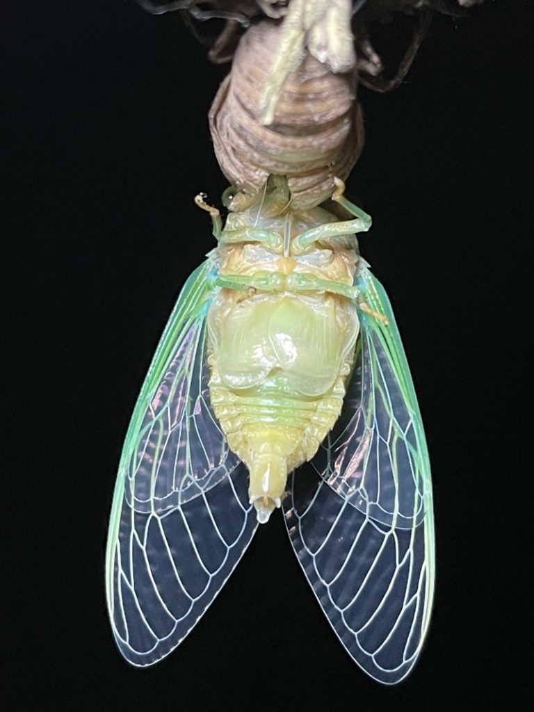 The Cicada Mania Blog: News, Findings, and Discoveries About Cicadas