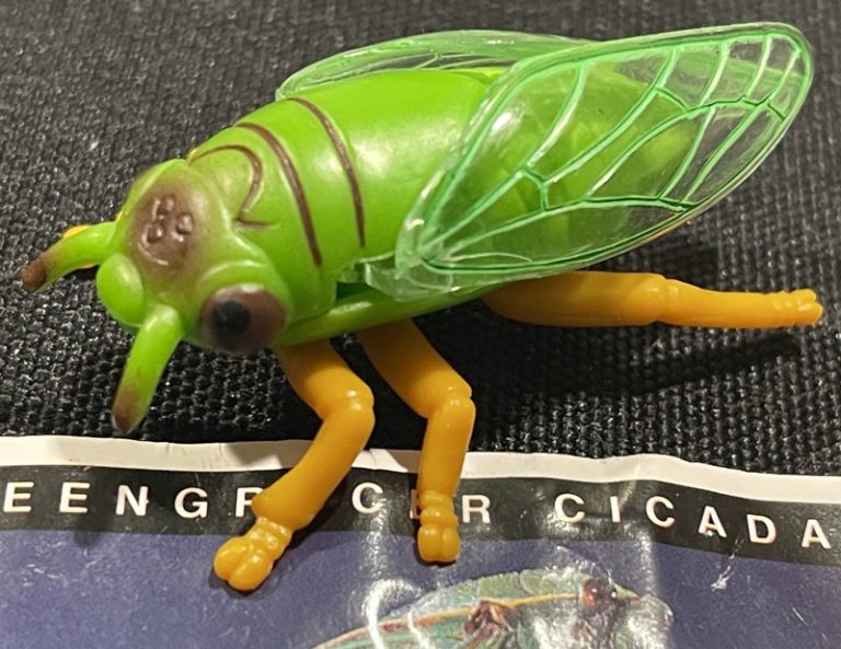 Cicada Mania – Dedicated to cicadas, the most amazing insects in the world.