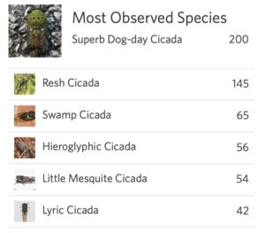 The Cicada Mania Blog: News, Findings, and Discoveries About Cicadas
