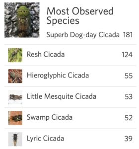 The Cicada Mania Blog: News, Findings, and Discoveries About Cicadas