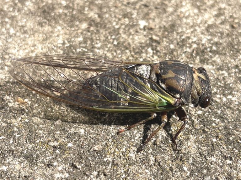 The Cicada Mania Blog: News, Findings, and Discoveries About Cicadas